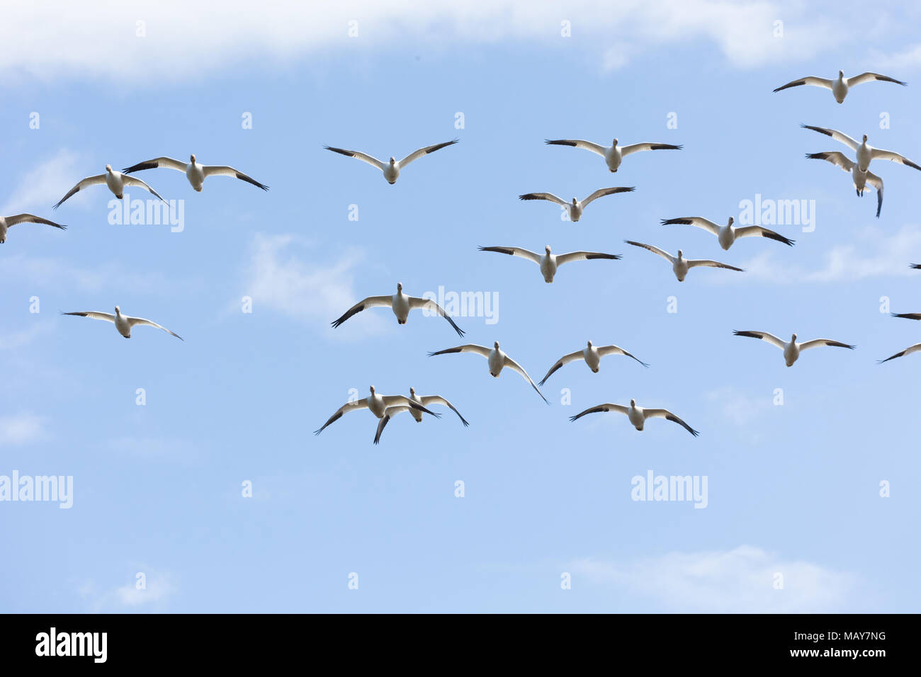 Goose fly hi-res stock photography and images - Alamy