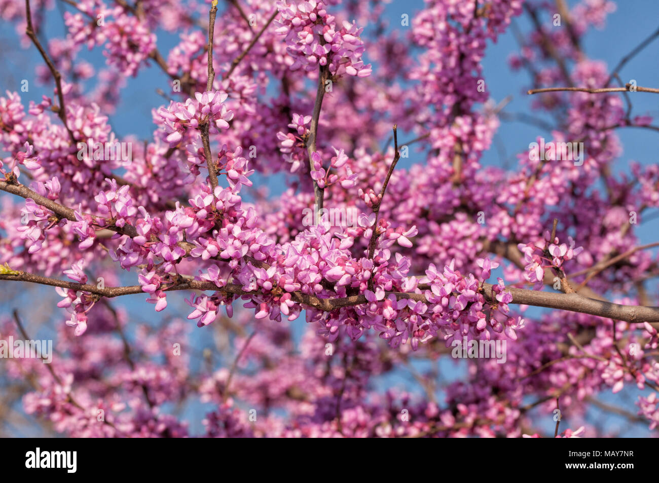 Eastern red bud tree hi-res stock photography and images - Alamy