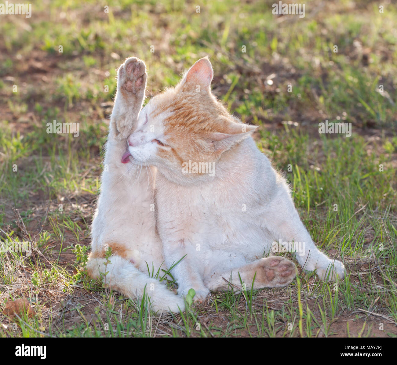 Rough looking hi-res stock photography and images - Alamy