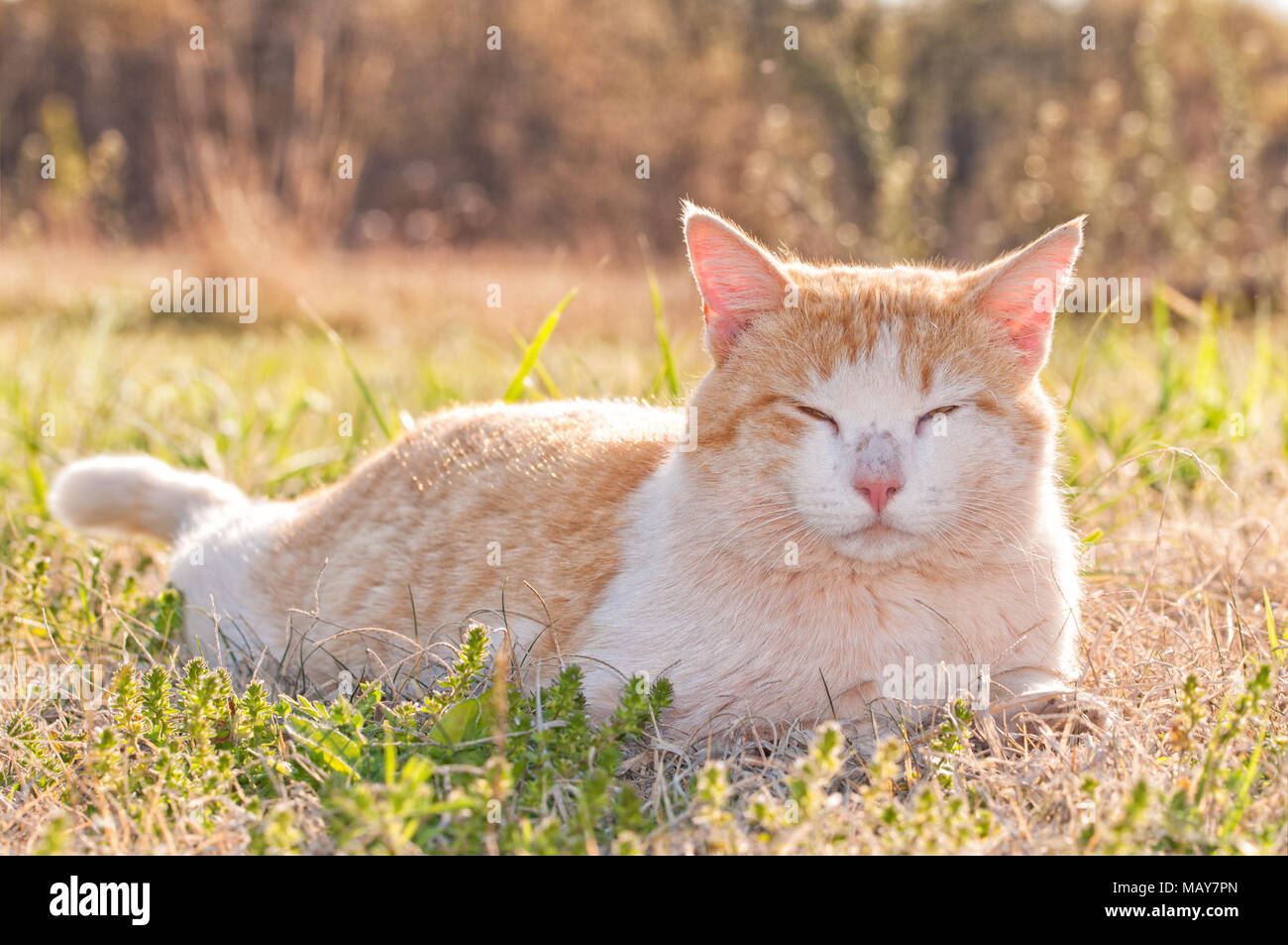 White and ginger tom hi-res stock photography and images - Alamy