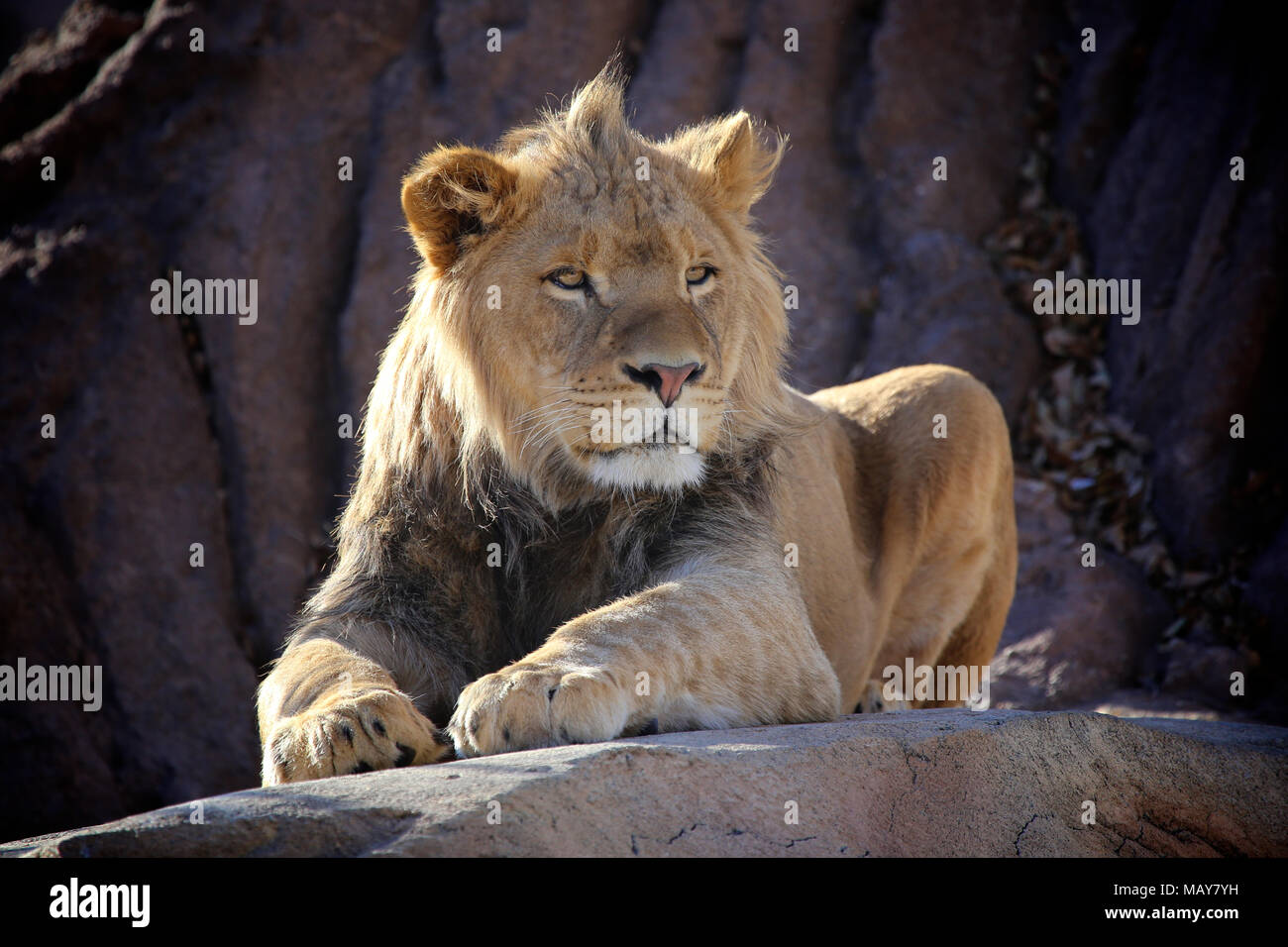 African lion resting hi-res stock photography and images - Alamy