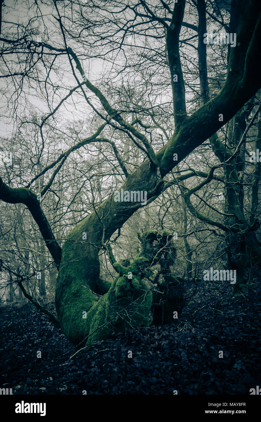 twisted tree spooky,atmospheric Stock Photo - Alamy