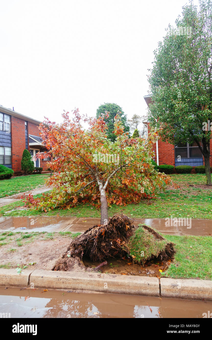 Hurricane flood and wind damage tornado storm felled trees flooding ...