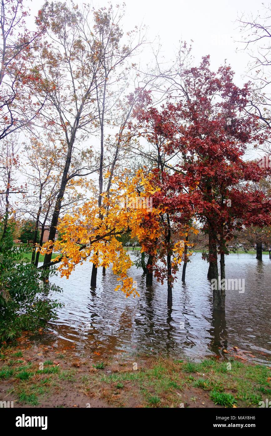 Hurricane flood and wind damage tornado storm felled trees flooding ...