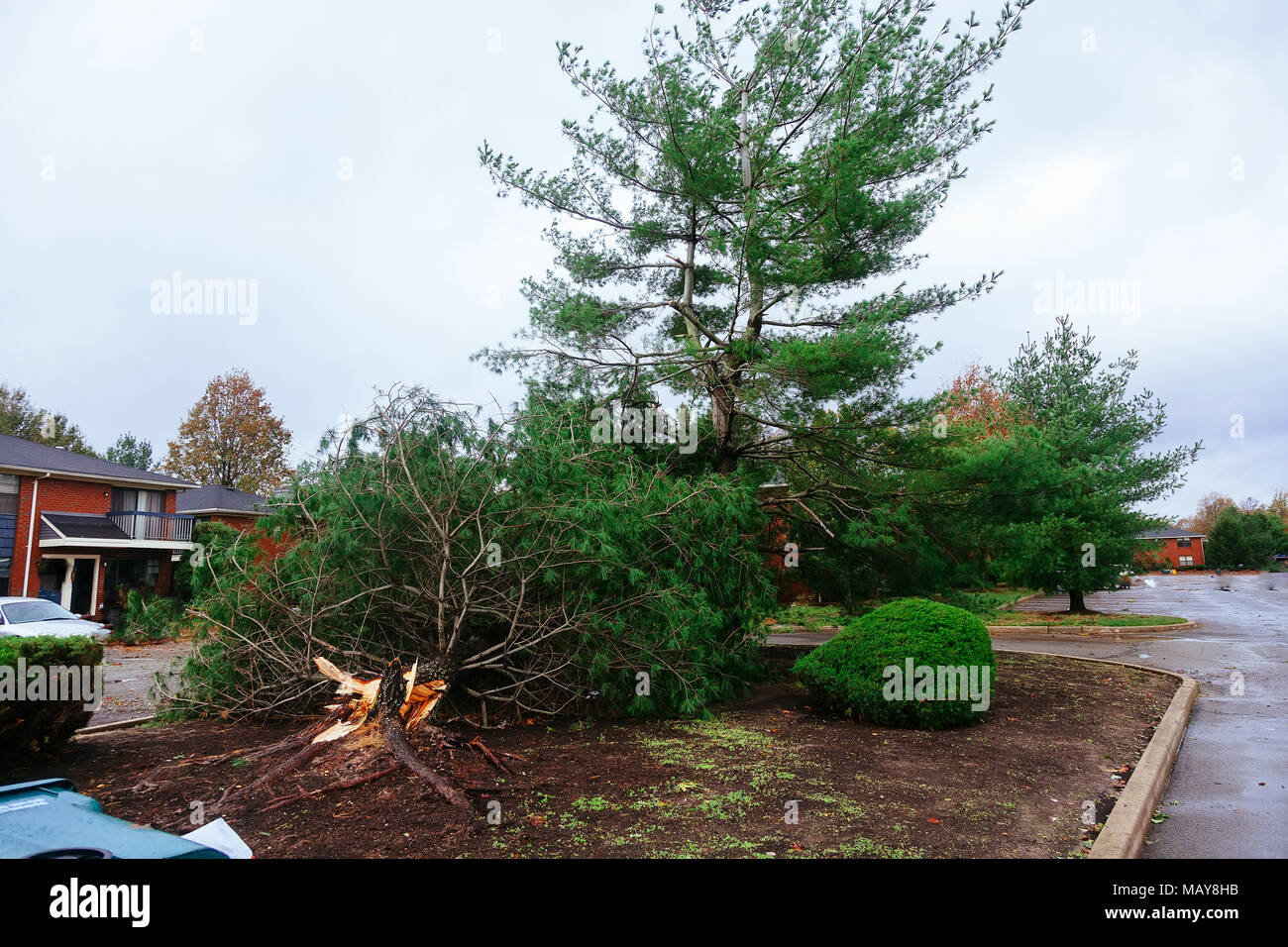 Hurricane flood and wind damage tornado storm felled trees flooding ...