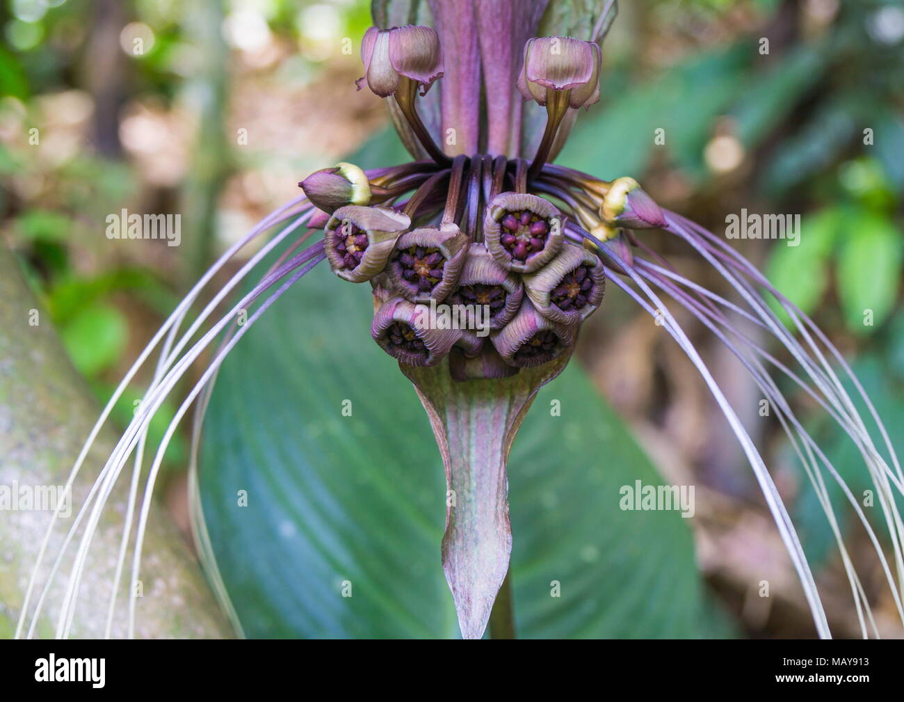 Blossom bat hi-res stock photography and images - Alamy