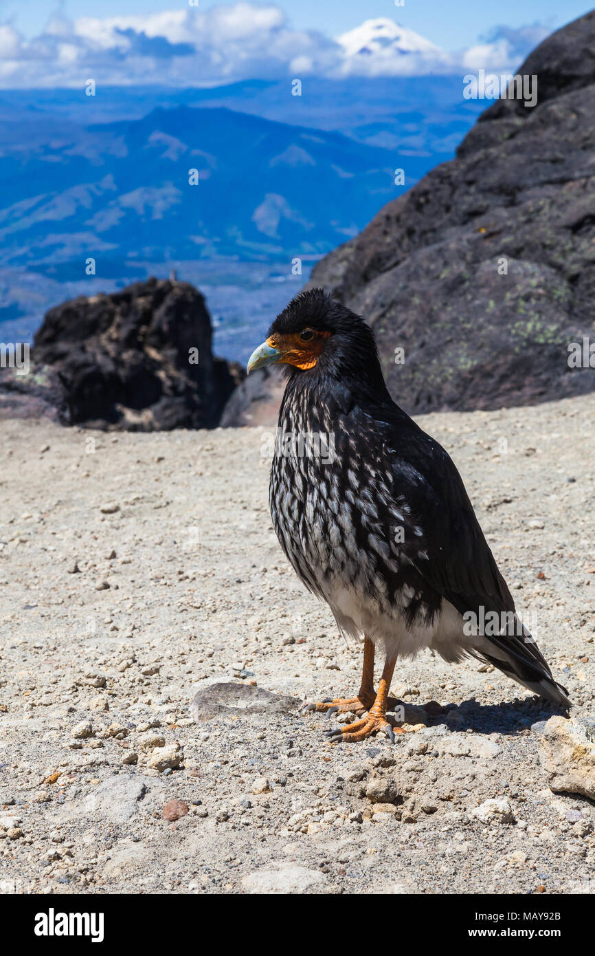 Curiquingue, Andean bird on the top of the Guagua Pichincha Volcano ...