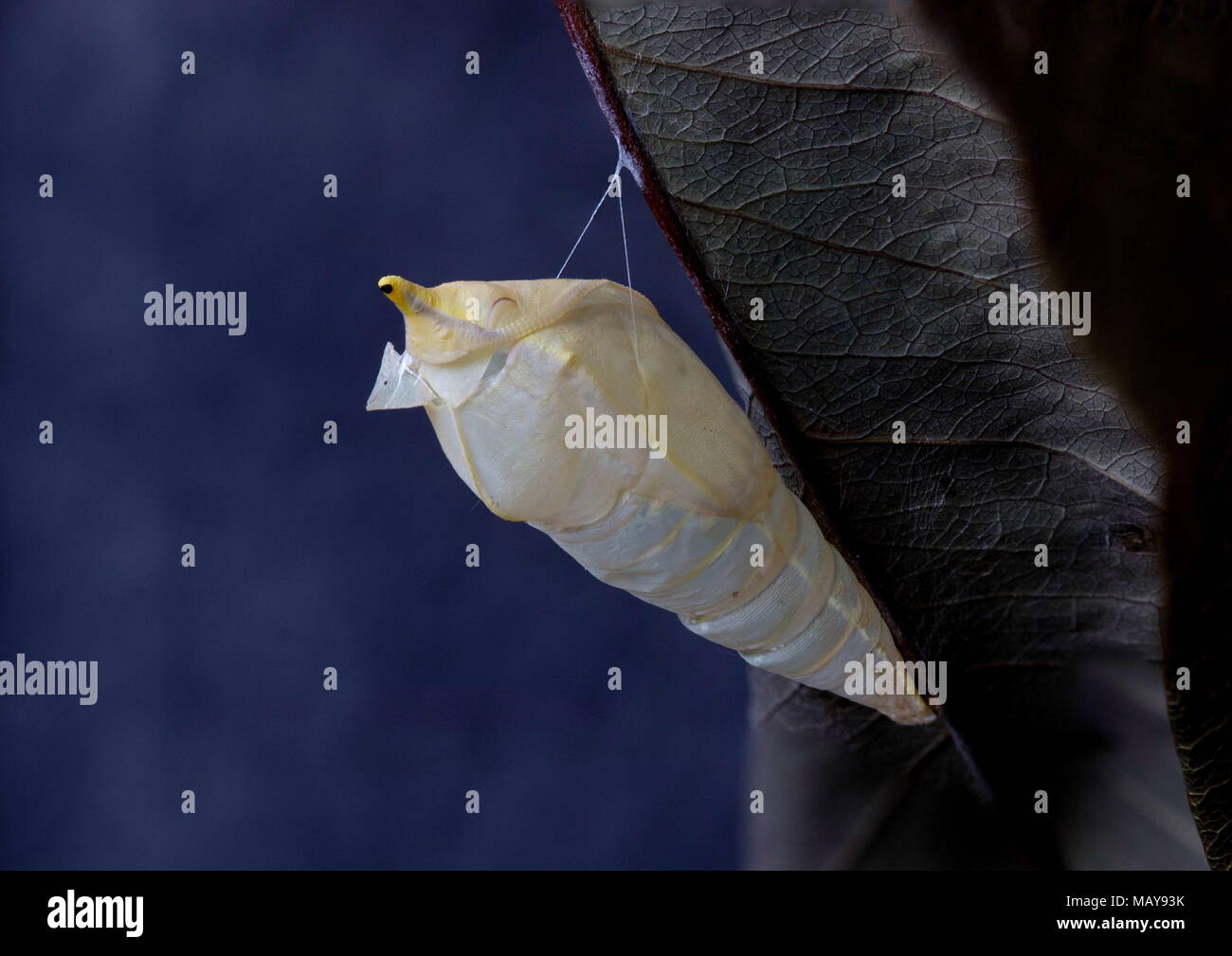 Pupa shell hi-res stock photography and images - Alamy