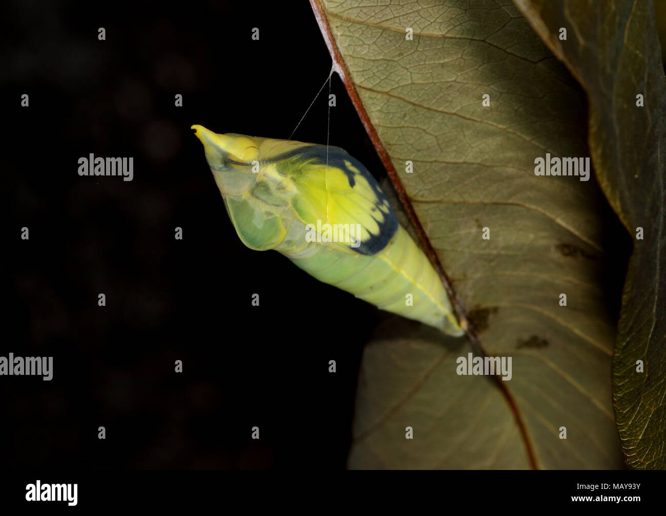 Pomona hi-res stock photography and images - Alamy