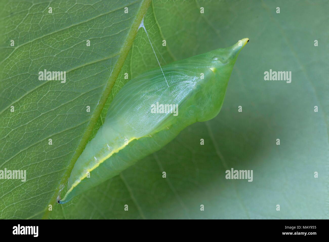 Common Emigrant Butterfly High Resolution Stock Photography and Images ...