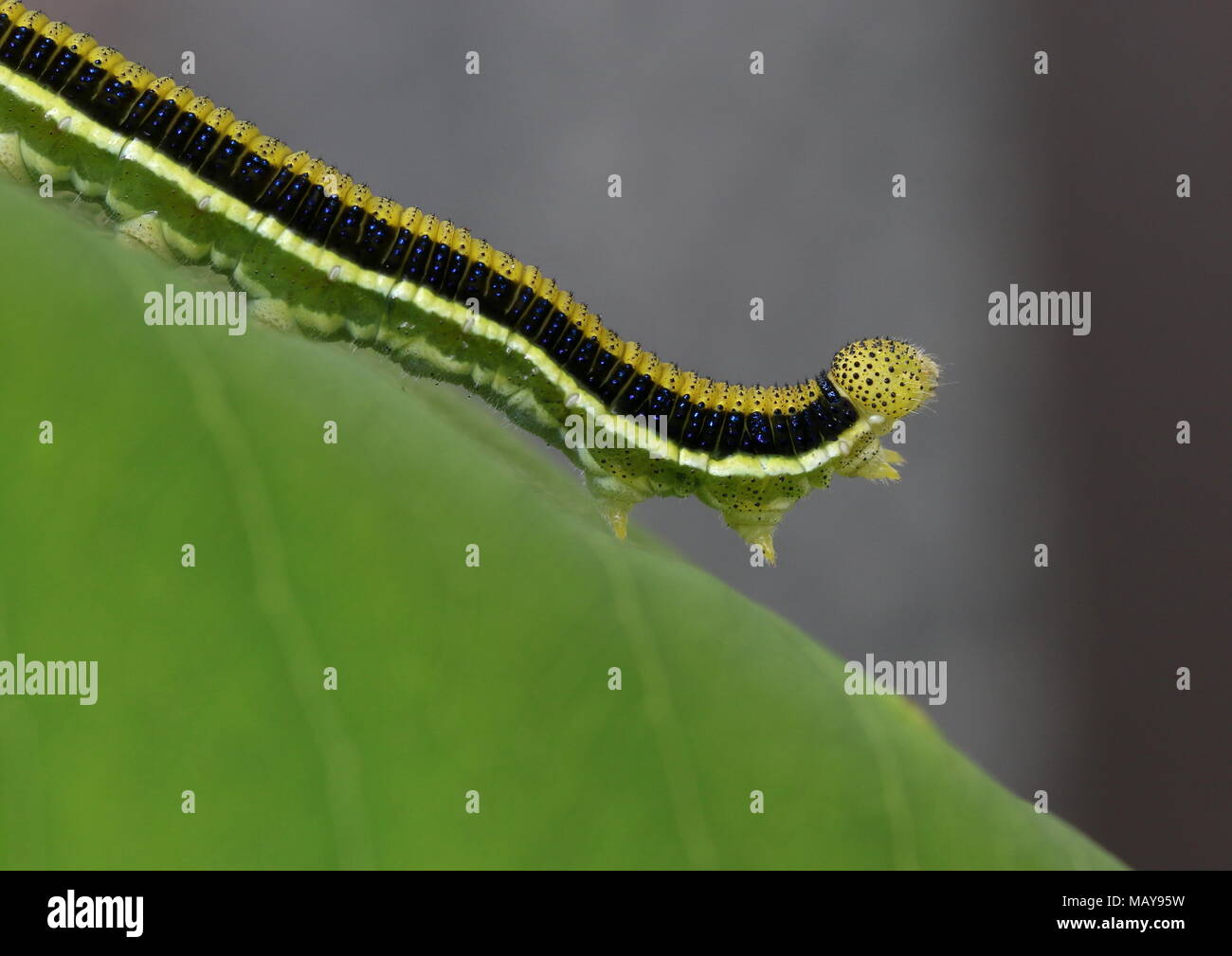 The common emigrant or lemon emigrant hi-res stock photography and ...