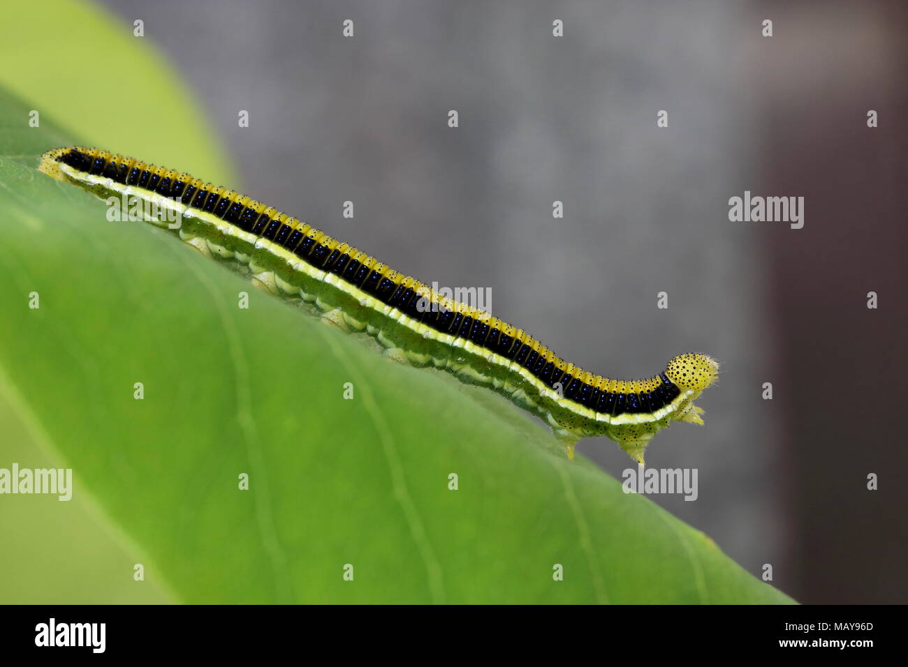 Common emigrant instar hi-res stock photography and images - Alamy