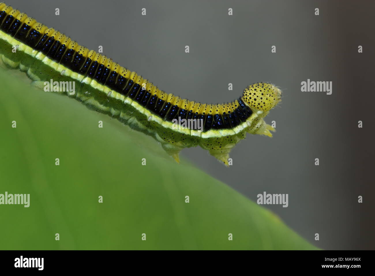 Common emigrant instar hi-res stock photography and images - Alamy