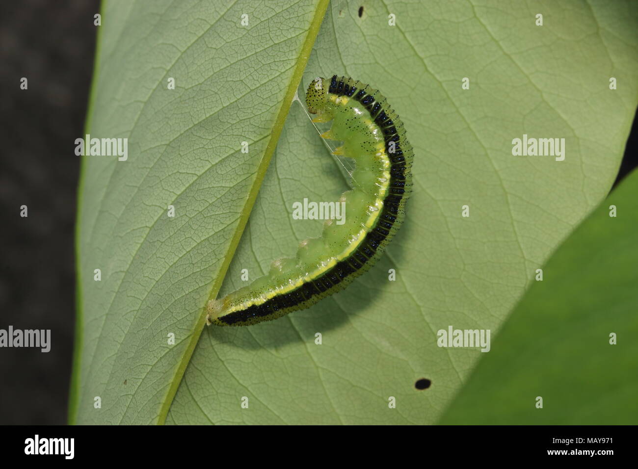 Pre-pupatory larva of the Common Emigrant or Lemon Emigrant, Catopsilia ...