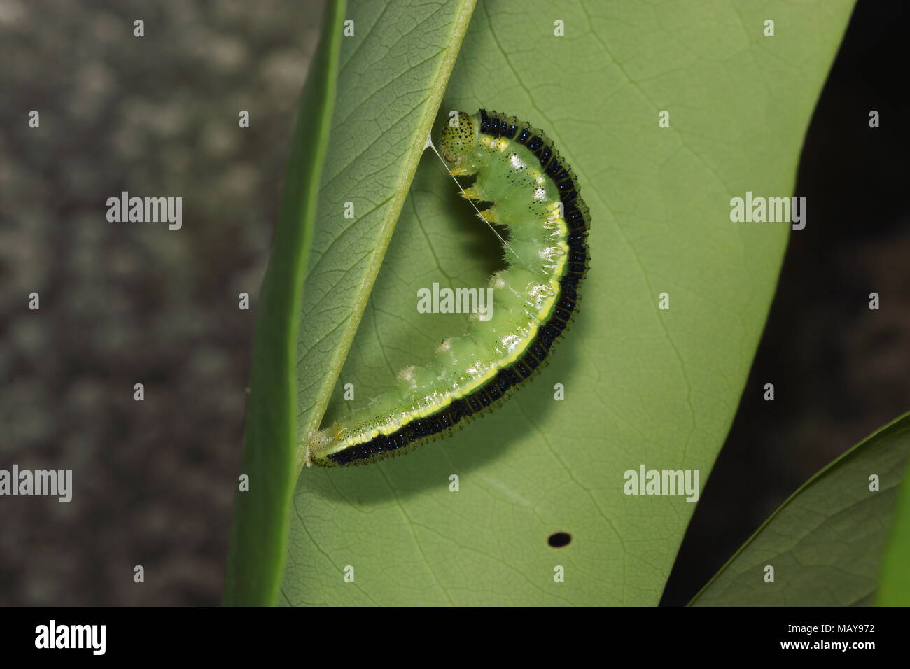 Pre pupatory larva hi-res stock photography and images - Alamy