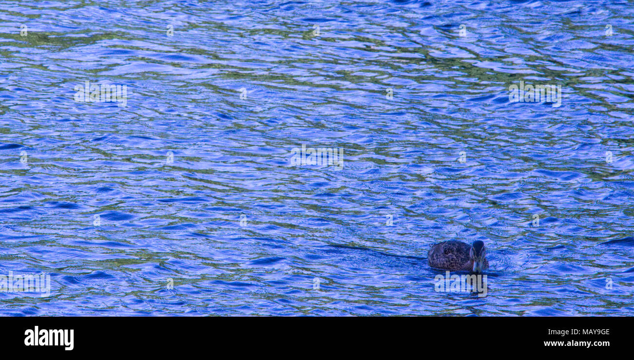 a duck searching for food Stock Photo - Alamy