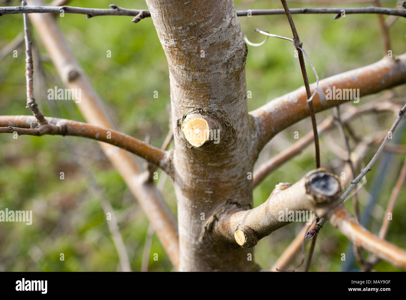 Fresh pruned apple branch in spring,image f a Stock Photo - Alamy