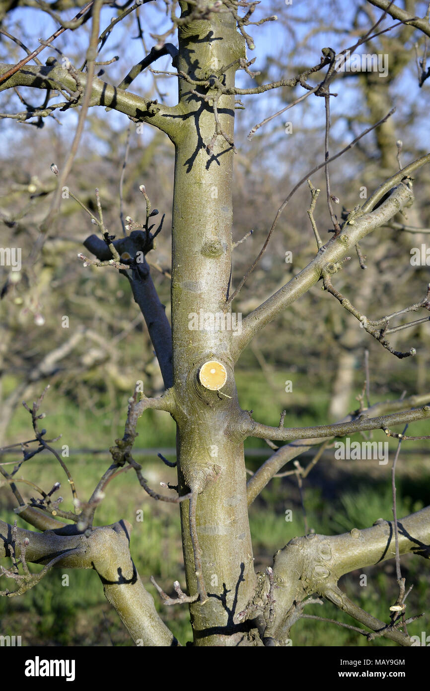 Farmer cut apple branch in hi-res stock photography and images - Alamy
