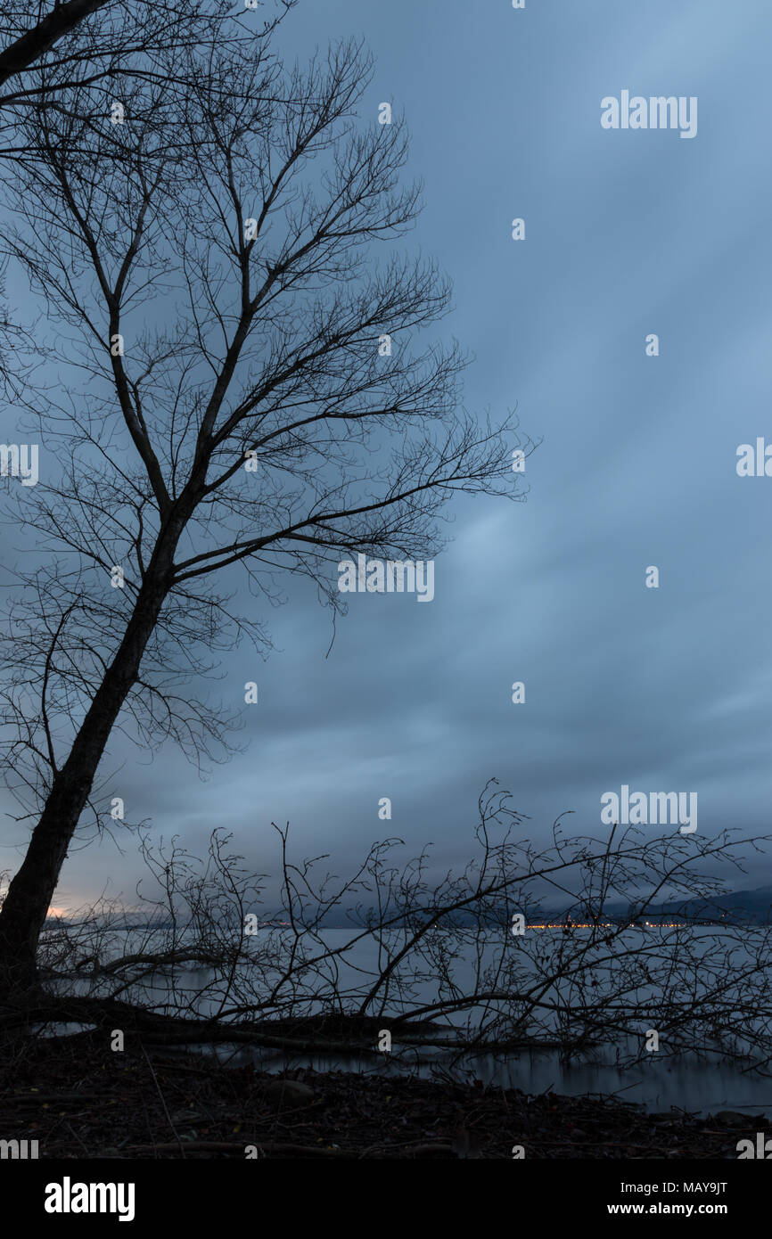 Skeletal and fallen trees on a lake shore, beneath a moody sky Stock ...