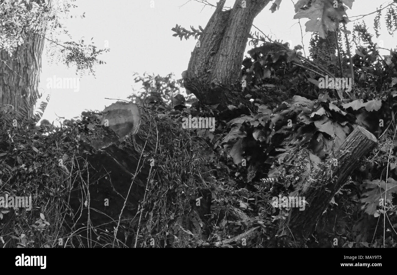 Edge cut hi-res stock photography and images - Alamy