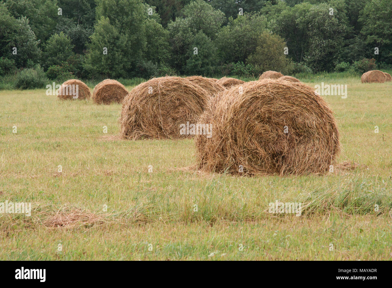Rural landscape with rolls of straw stacks Stock Photo - Alamy