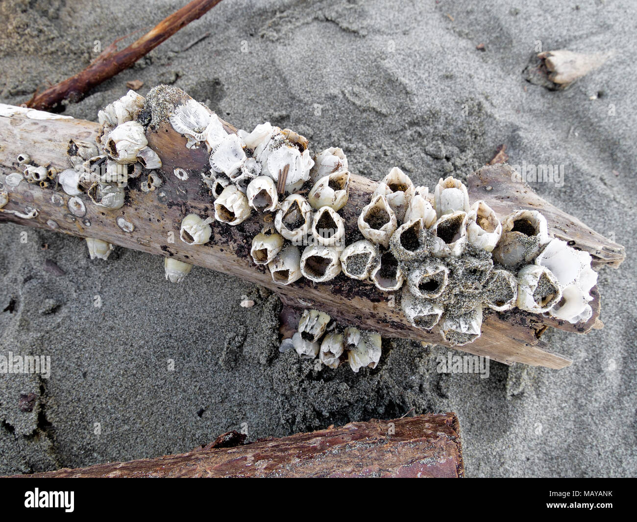 Barnacles barnacles shells hi-res stock photography and images - Alamy