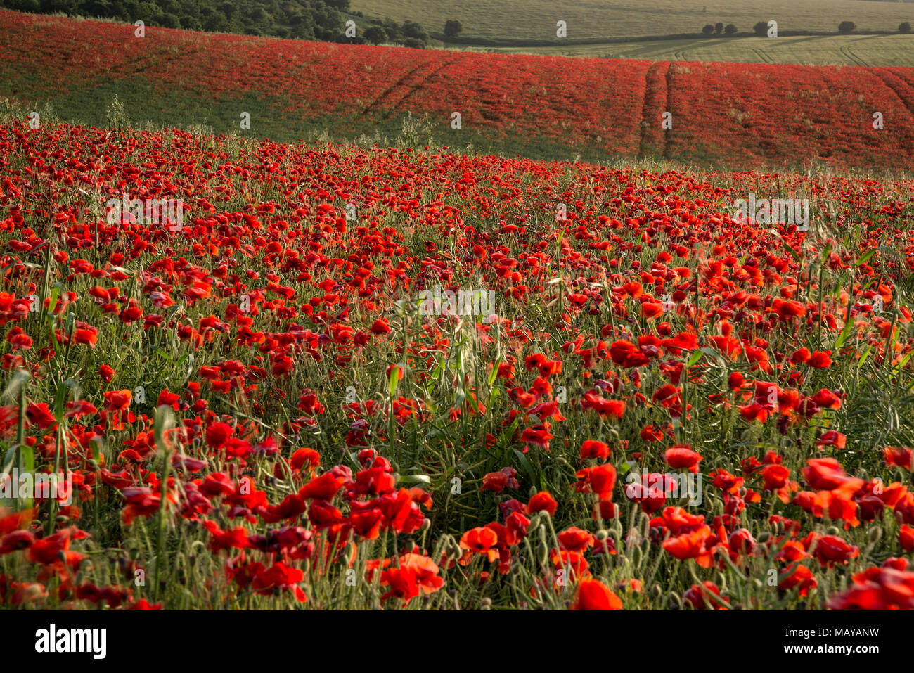 Beautiful poppy field landscape at sunset on South Downs Stock Photo ...