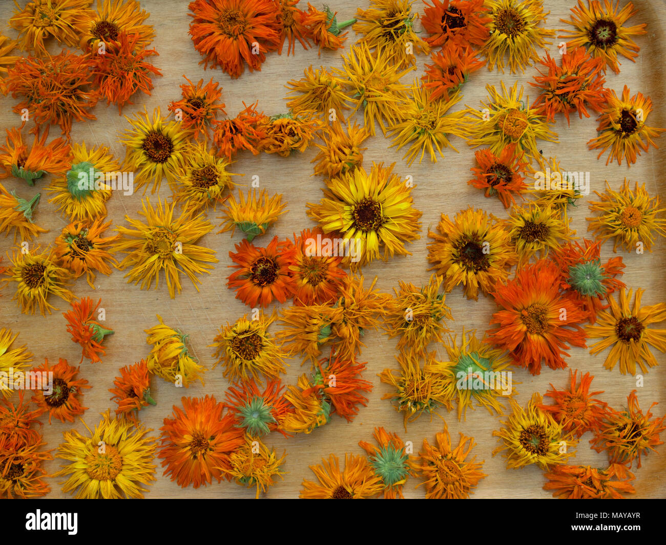 Drying flowers of Calendula officinalis, Marigold flowers in the drying ...