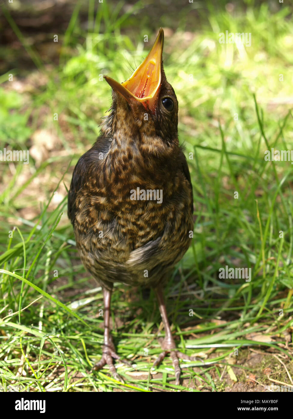 Little bird floor hi-res stock photography and images - Alamy