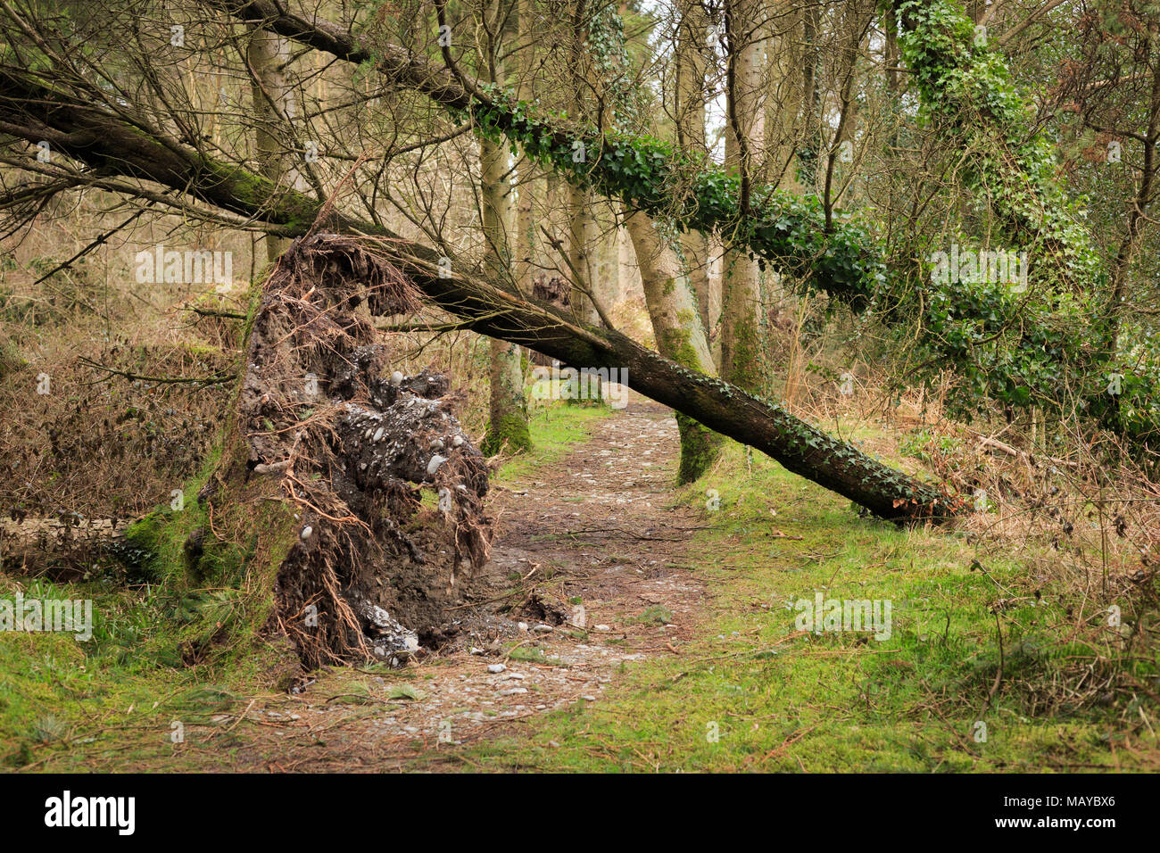 Windthrow Stock Photos & Windthrow Stock Images - Alamy