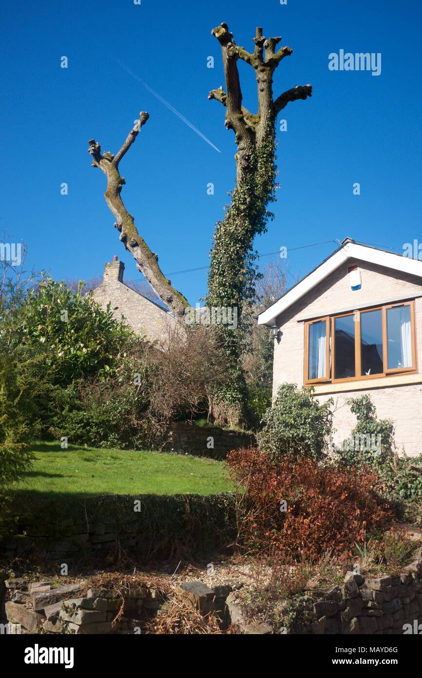 An elm tree that has been pollarded Stock Photo - Alamy