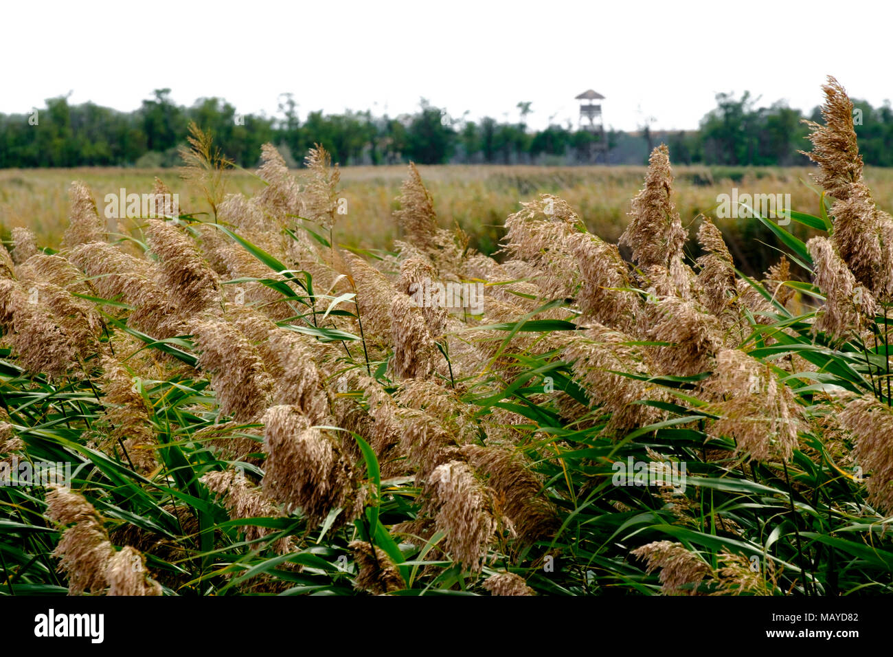Reed field bending in the wind with a watchtower far away in the ...