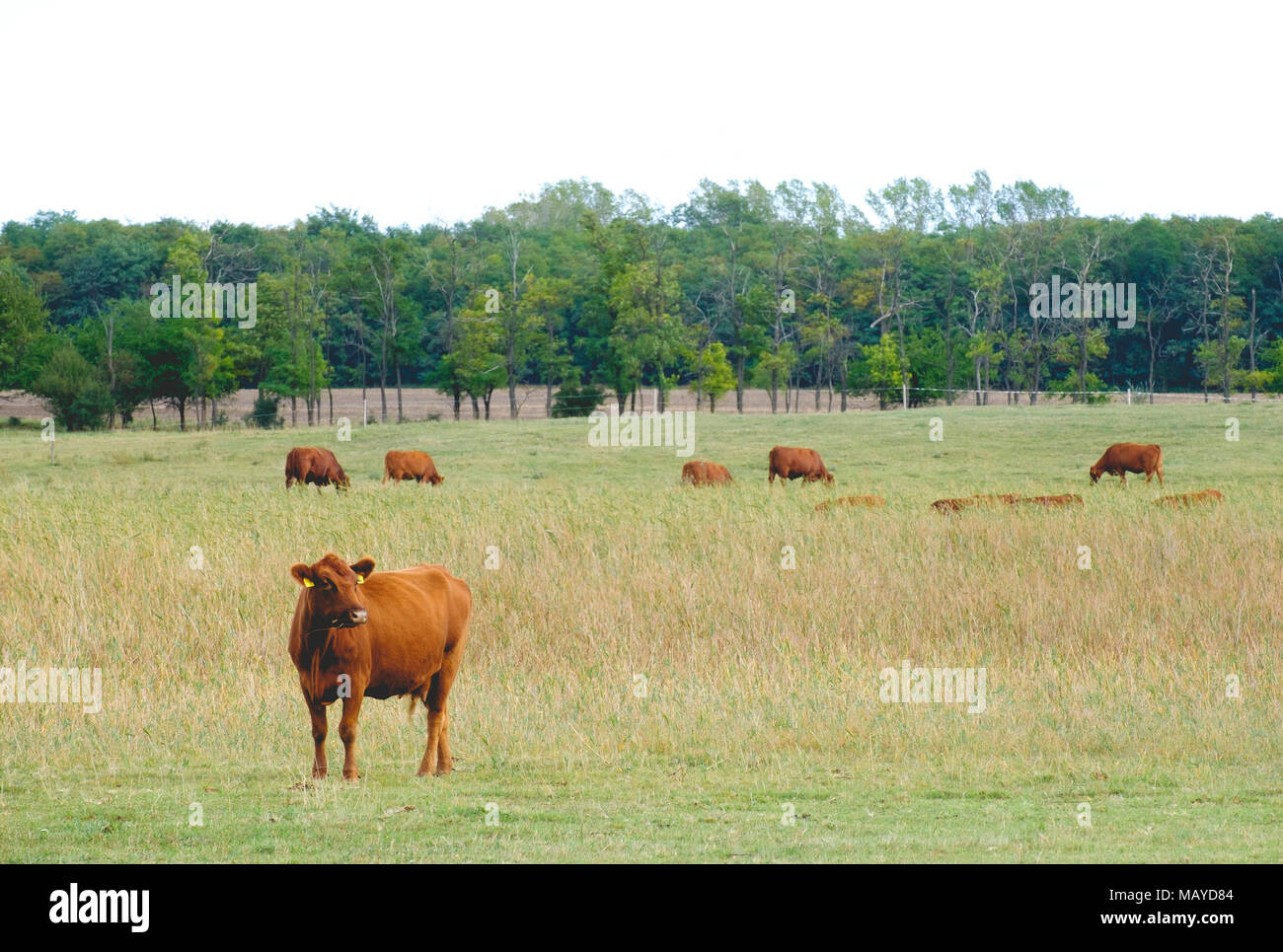 Brown cows on an open field near trees Stock Photo - Alamy