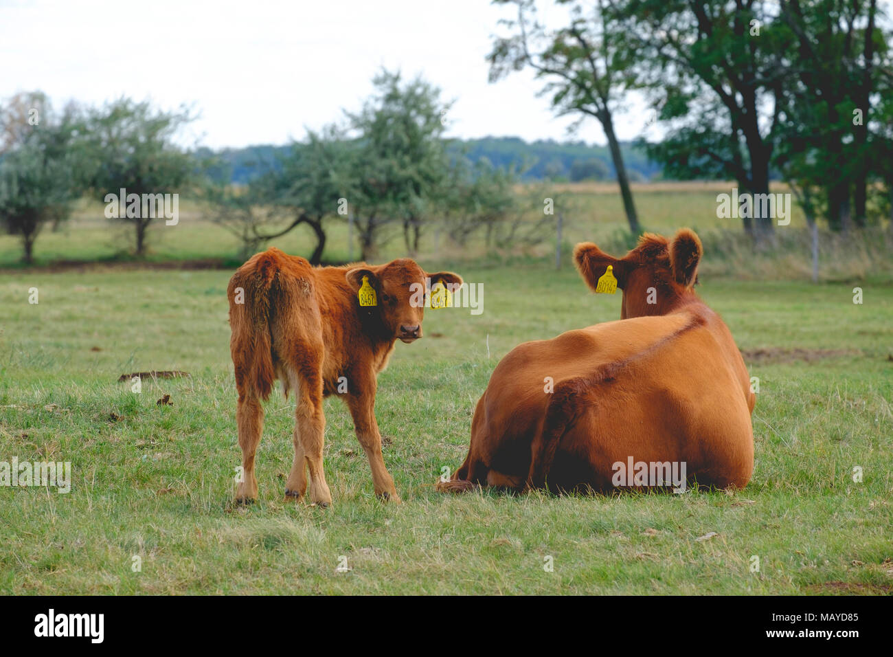 Brown cows on an open field near trees Stock Photo - Alamy