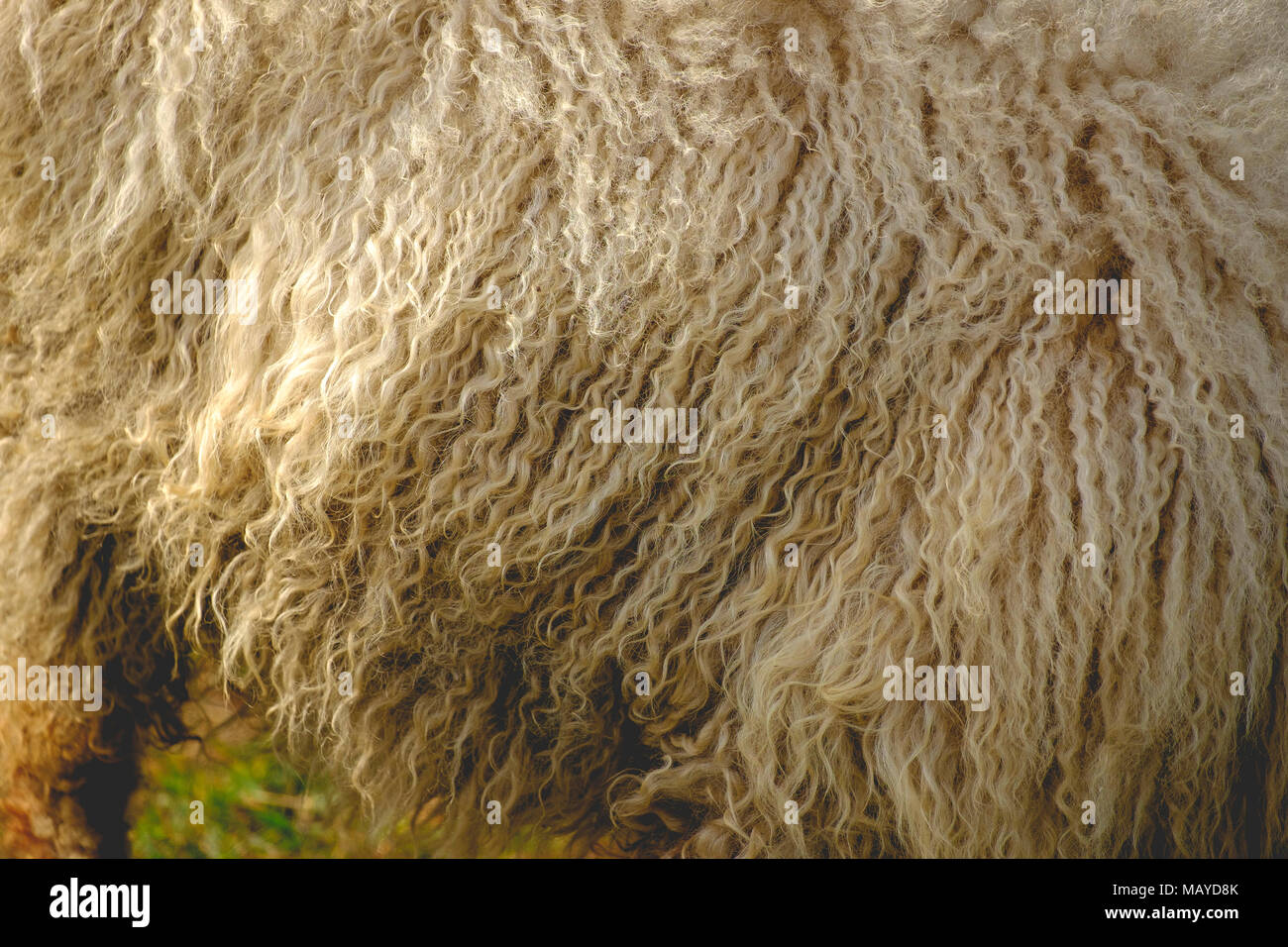 Wallachian sheep hi-res stock photography and images - Alamy