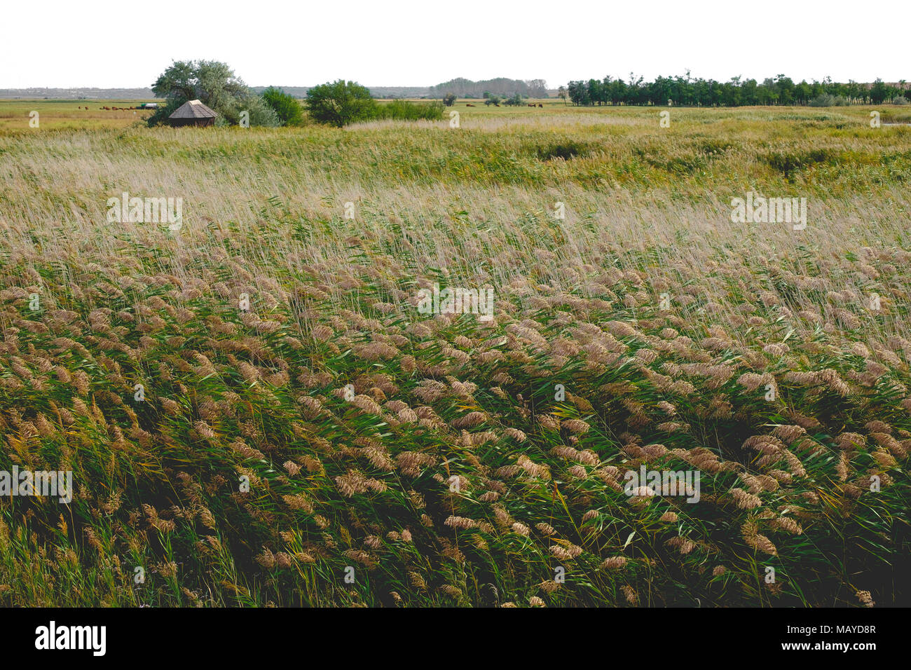 Reed field bending in the wind with a small wooden house in the ...
