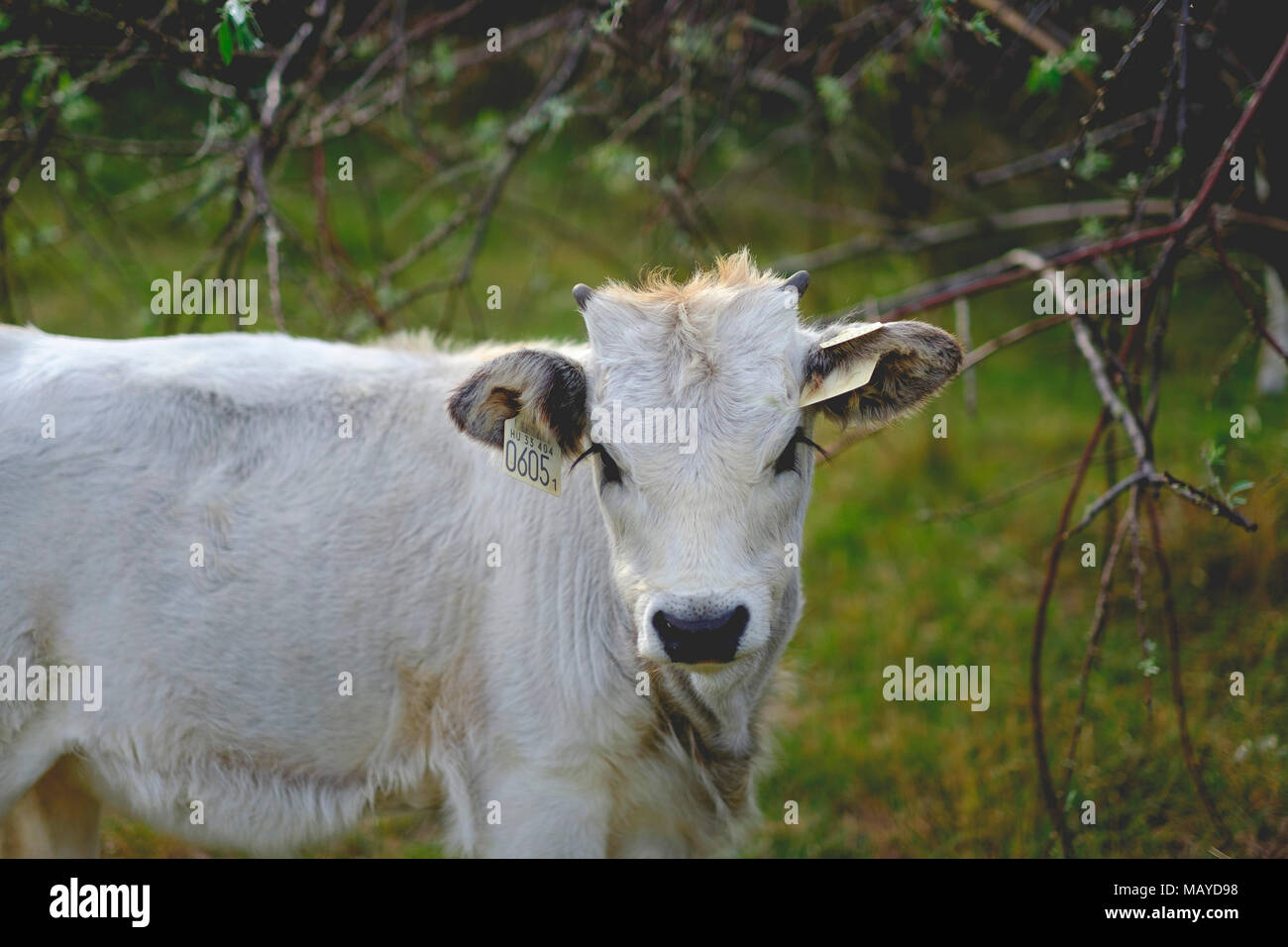 Hungarian grey cow young hi-res stock photography and images - Alamy