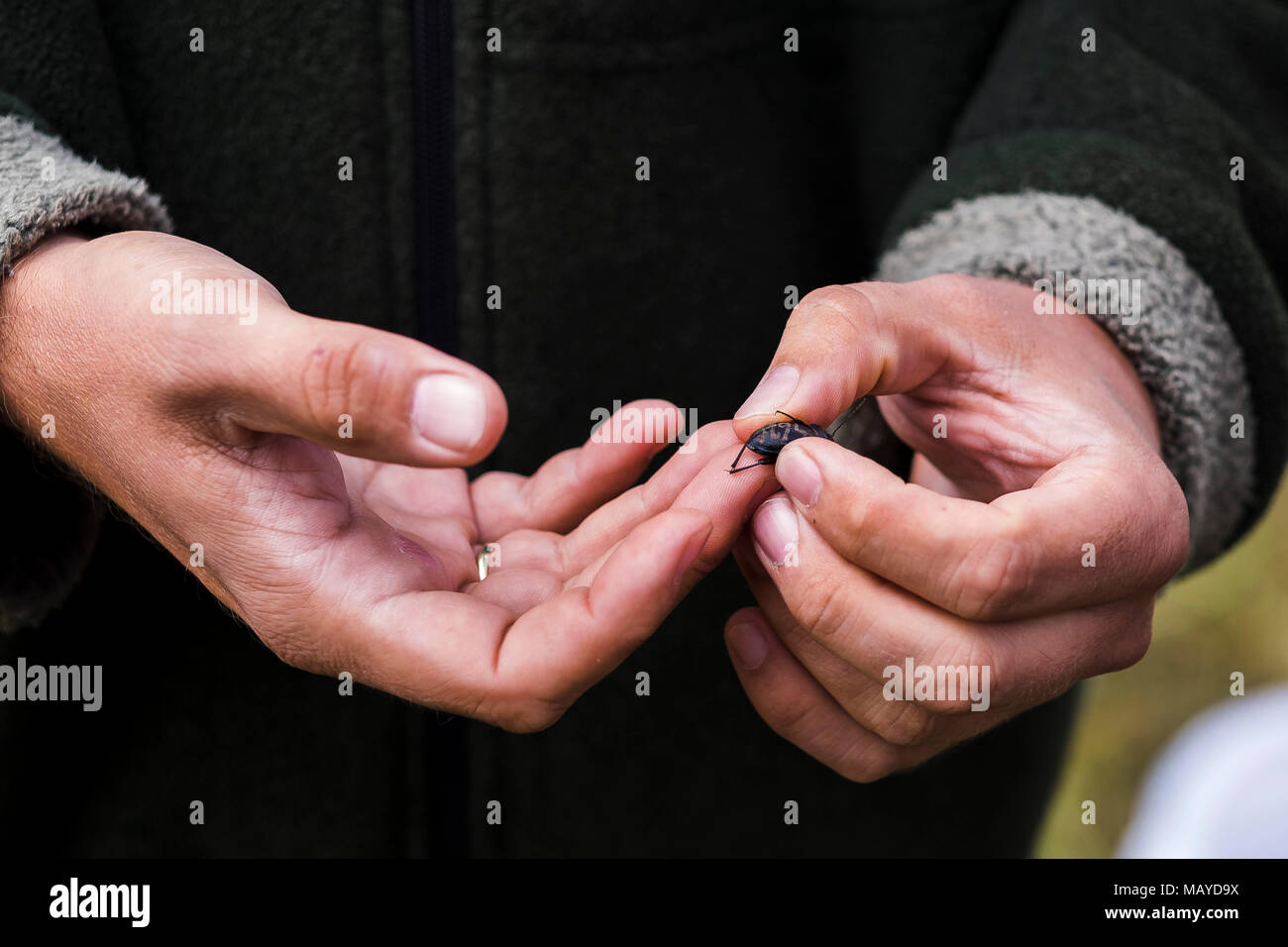Hands holding a marked beetle Stock Photo - Alamy