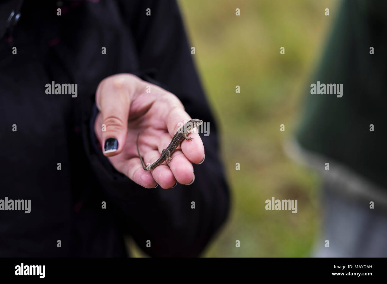 Hand holding a small lizard on green background Stock Photo - Alamy