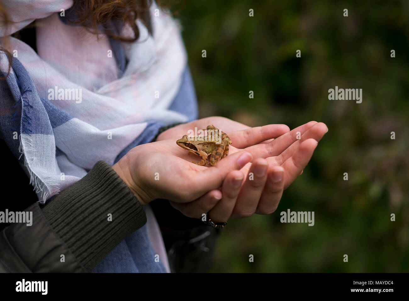 Hands holding a small frog hi-res stock photography and images - Alamy
