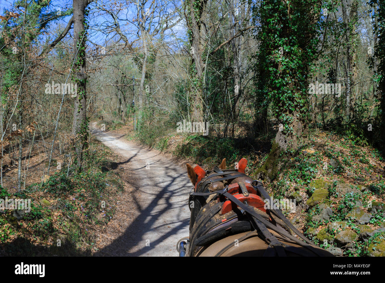 Horse walk in La Fageda den Jorda, a forest of beech trees, in the ...