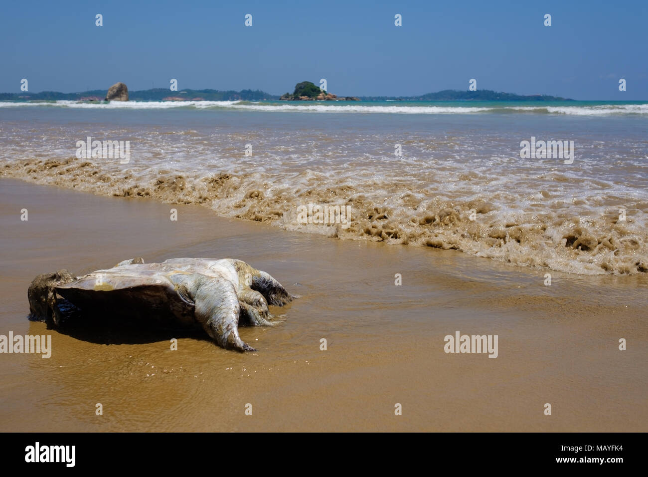 Dead turtle hi-res stock photography and images - Alamy