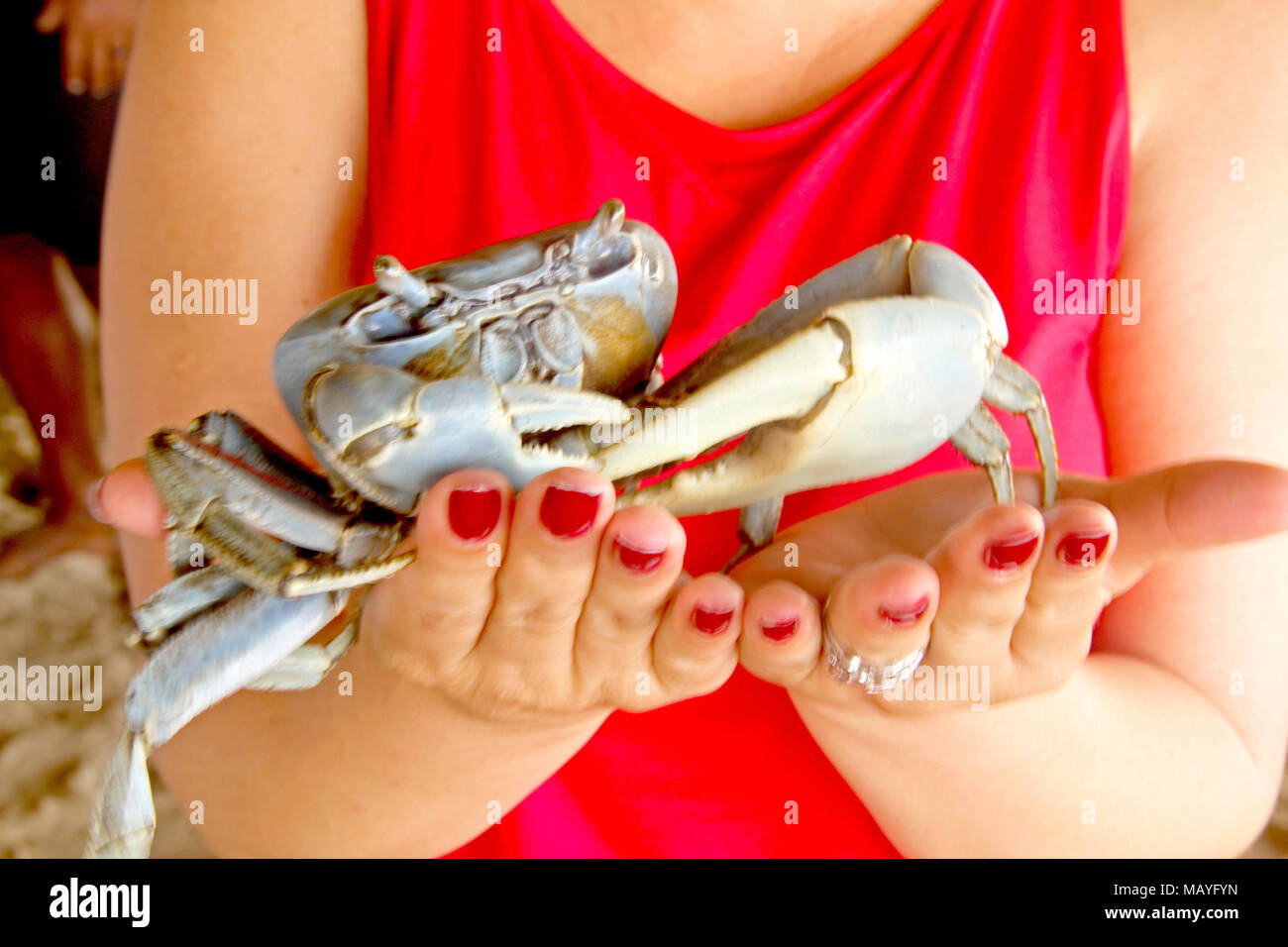 Crab, Paraíba, João Pessoa, Brasil Stock Photo - Alamy