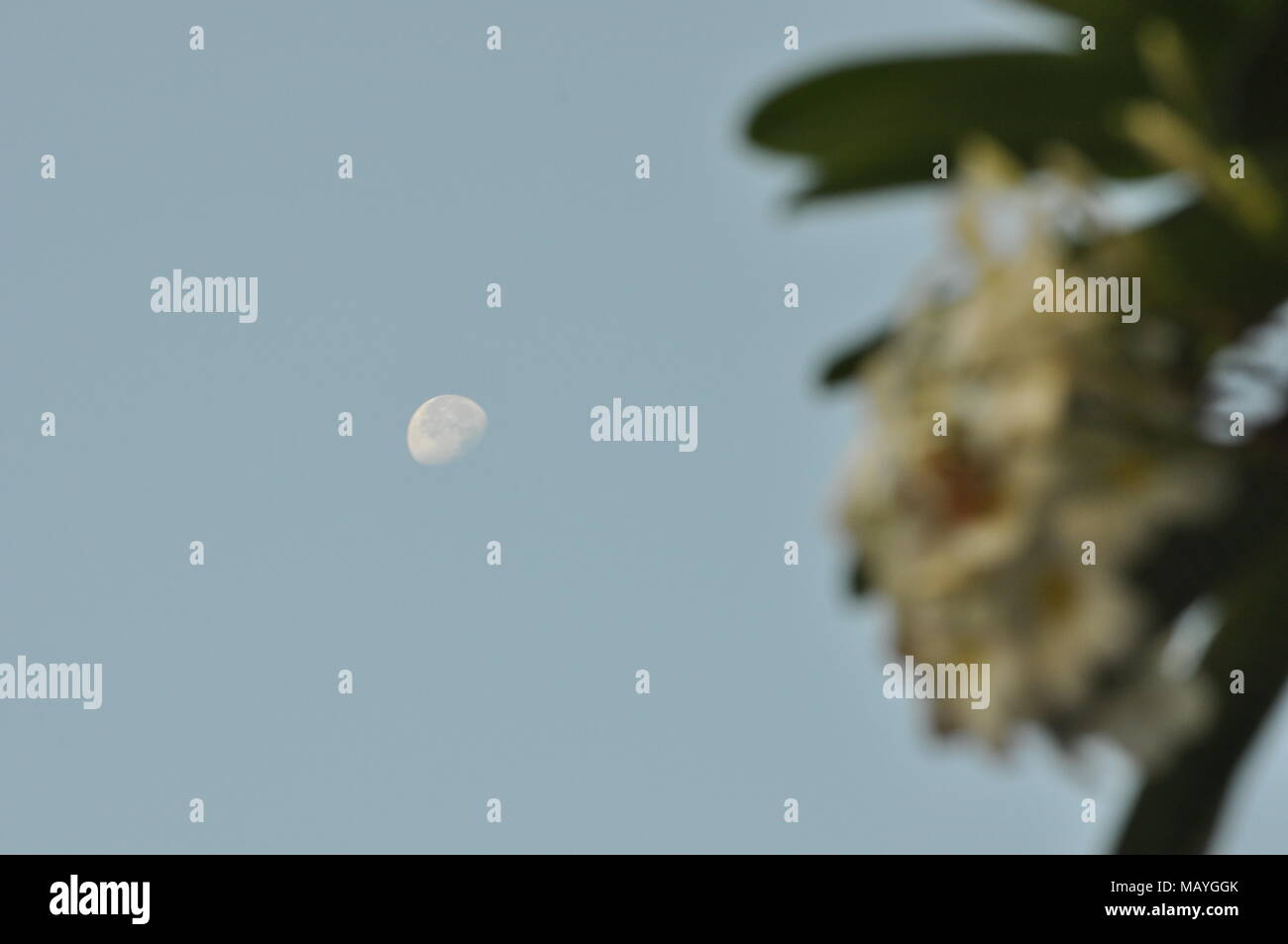 Bunga bulan hi-res stock photography and images - Alamy