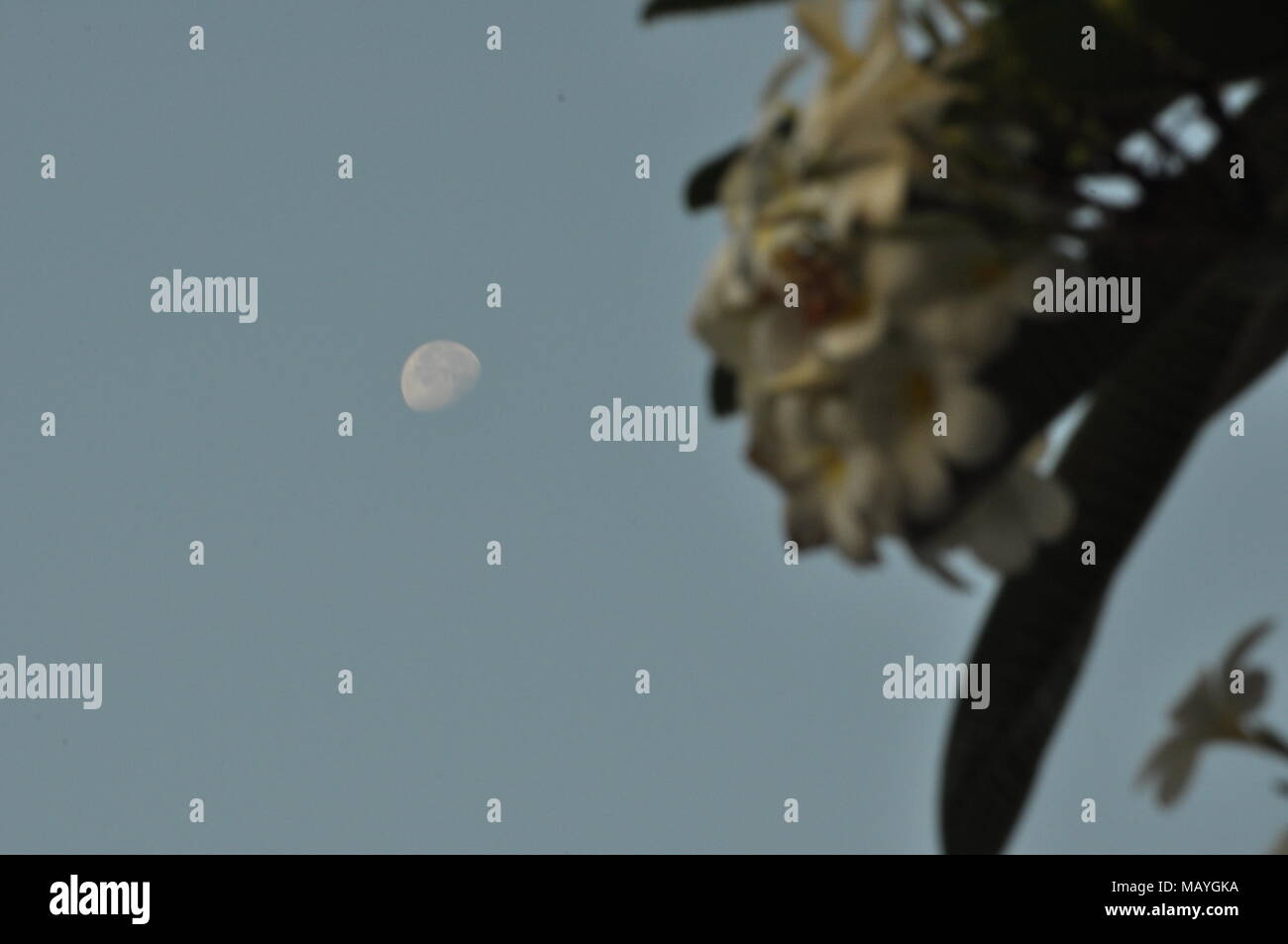 moon at morning Stock Photo - Alamy
