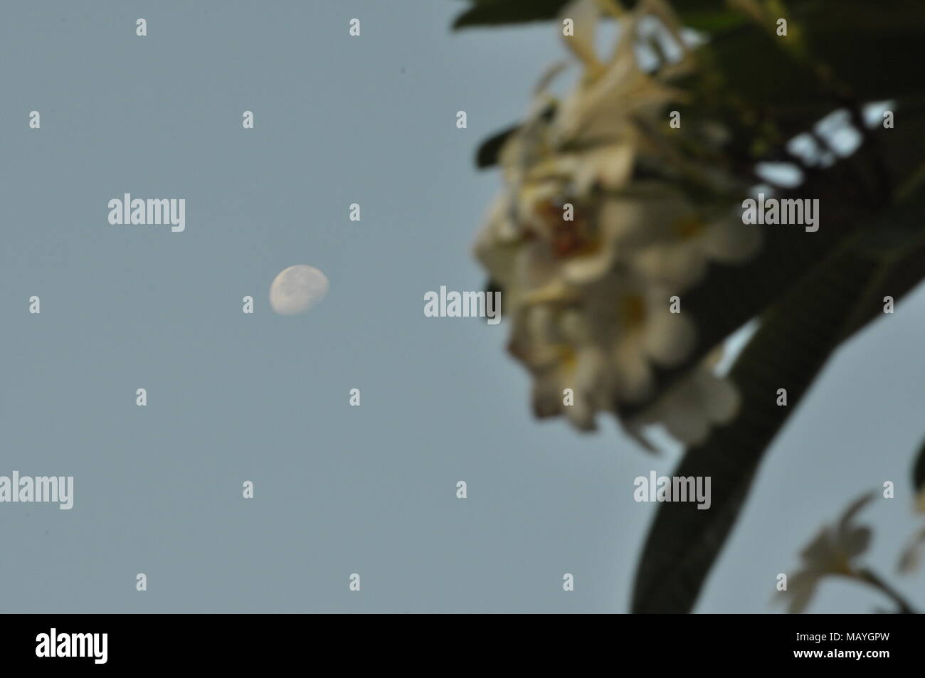 moon at morning Stock Photo - Alamy