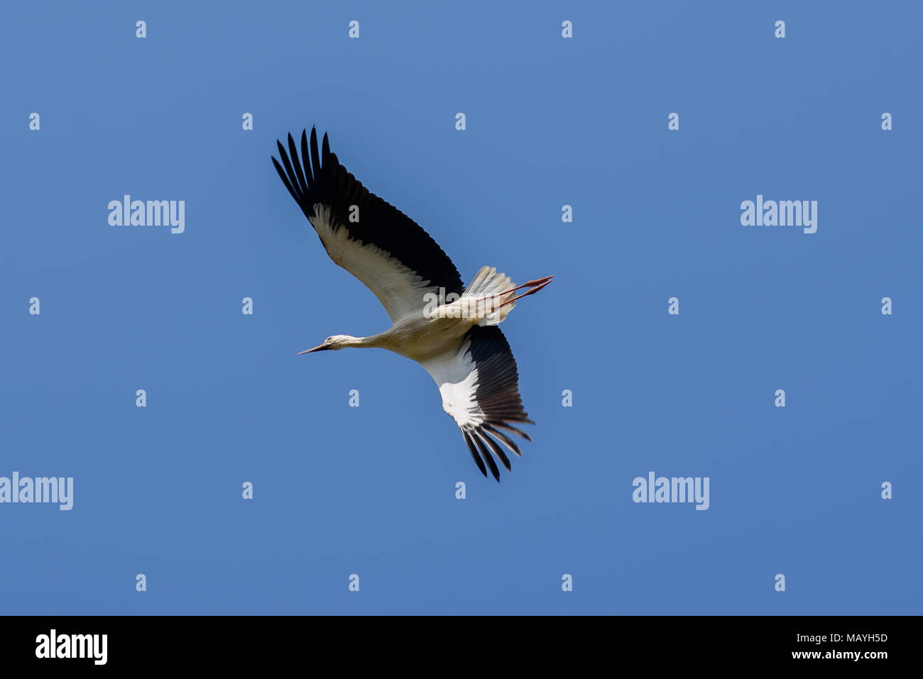 white stork flying Stock Photo - Alamy