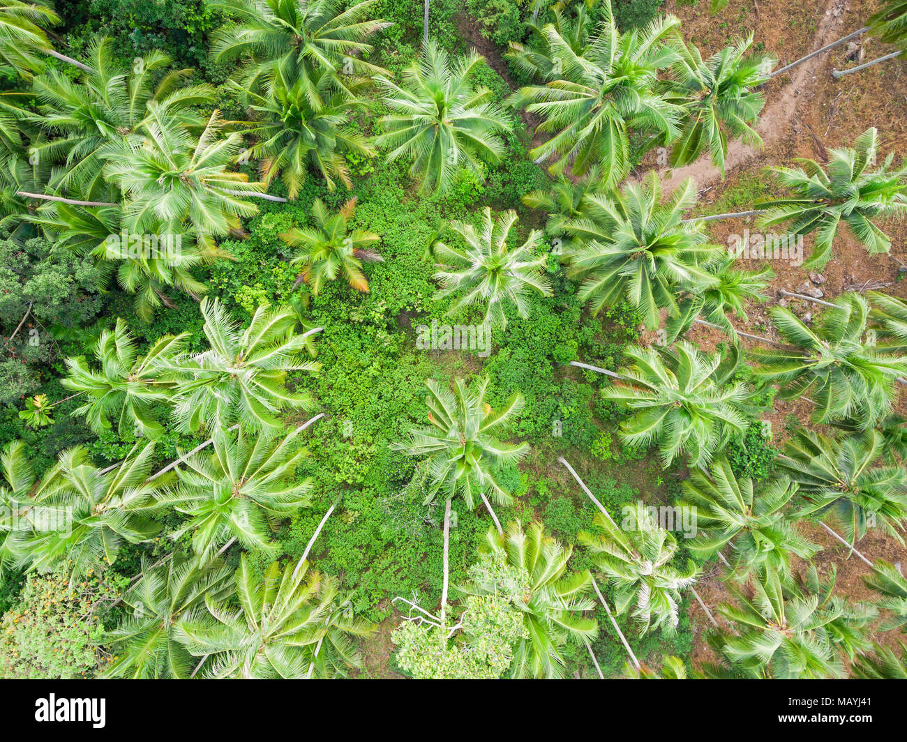 Aerial view of palm tree forest, closeup Stock Photo - Alamy