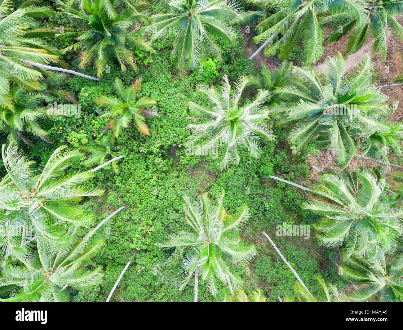 Palm tree forest hi-res stock photography and images - Alamy
