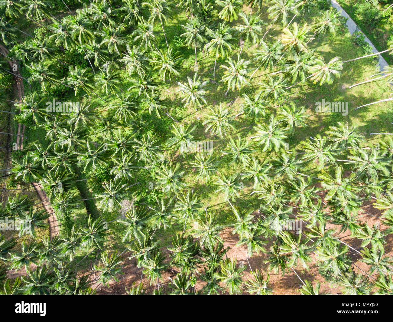 Palm tree drone hi-res stock photography and images - Alamy